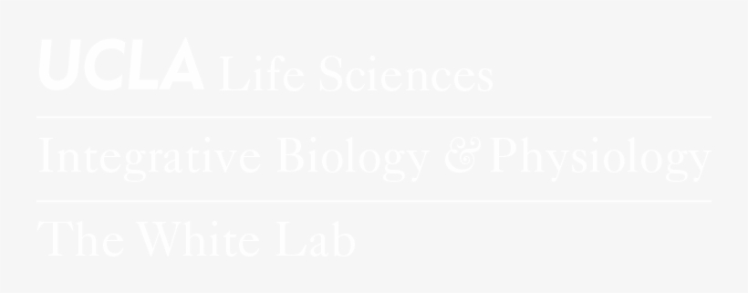 The White Lab - Samsung Logo White Png - 741x268 PNG Download - PNGkit