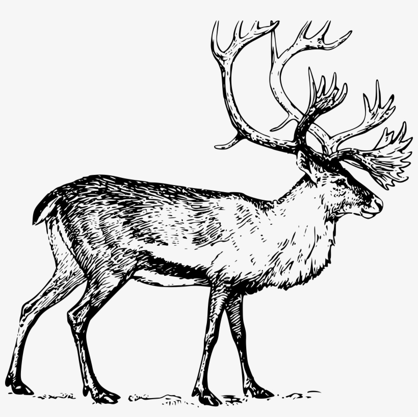 Caribou Png - 2400x2279 PNG Download - PNGkit