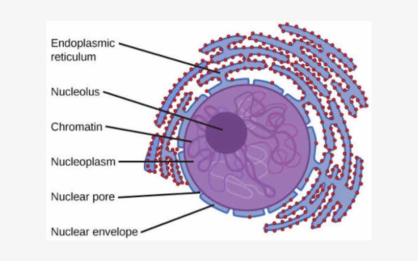 The Nuclear Envelope Consists Of Two Layers - Eukaryotes Cell - 774x494 ...