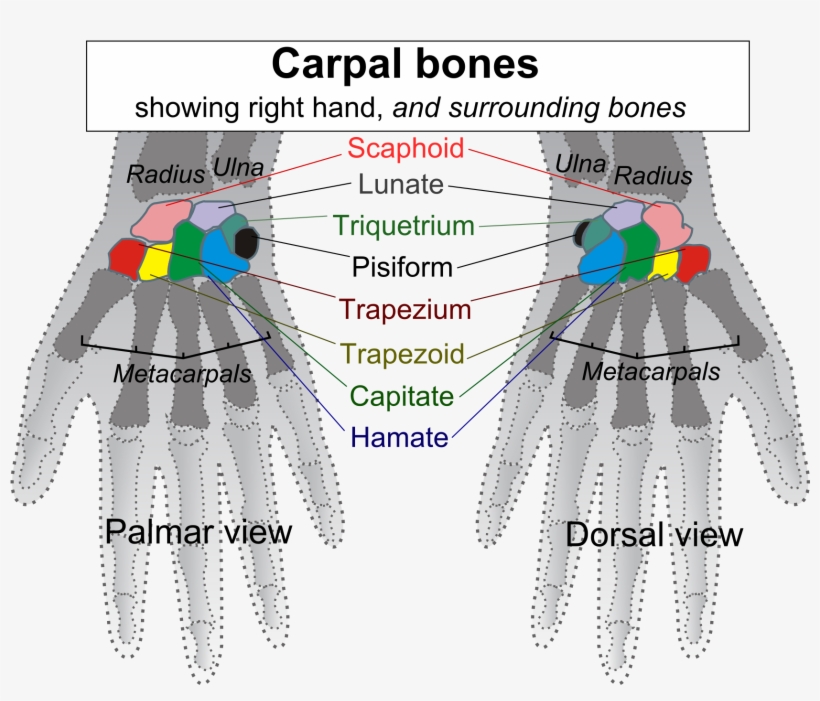 Carpal Bones - Scaphoid Bone - 1695x1372 PNG Download - PNGkit