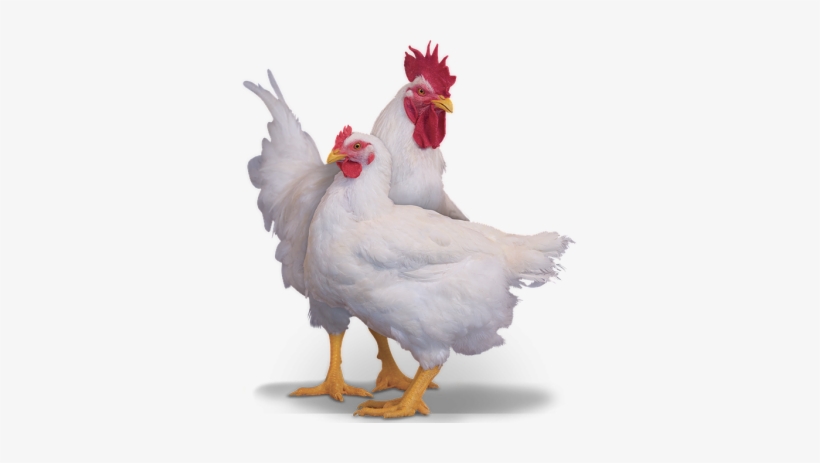 The Ross 708 Parent Stock Has Been Developed To Maximize - Broiler ...