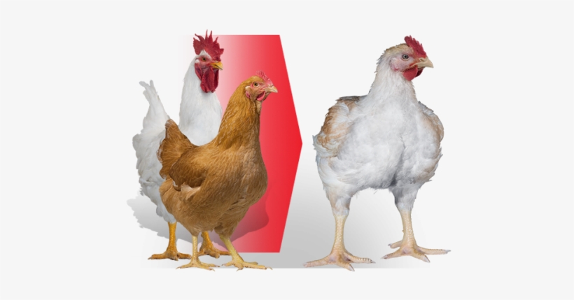 Ranger Classic - Rooster - 479x383 PNG Download - PNGkit