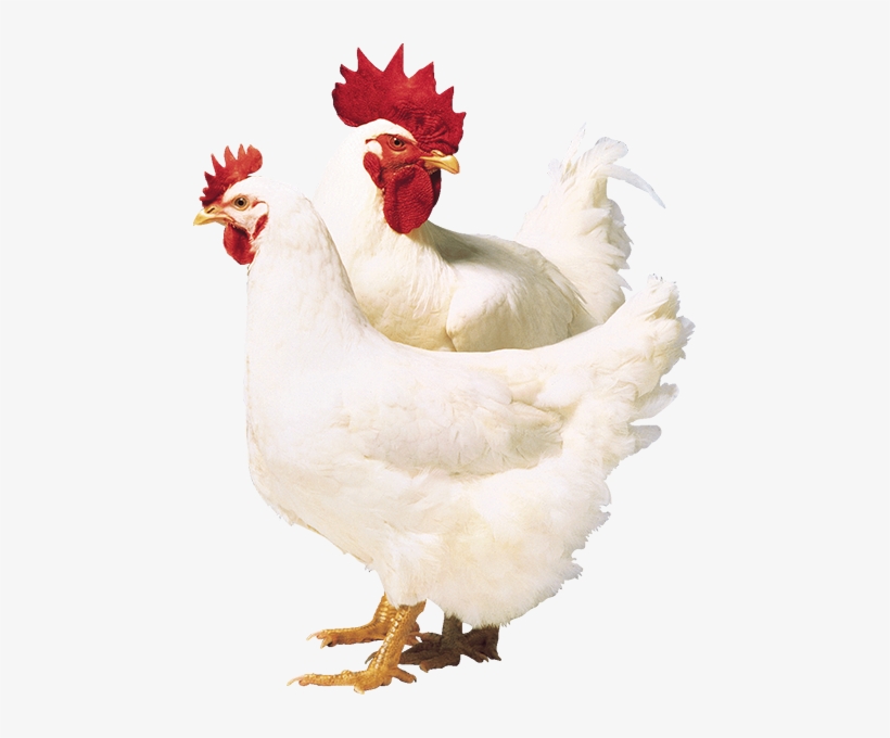 Broiler Breeders - Aviagen Chickens - 463x600 PNG Download - PNGkit