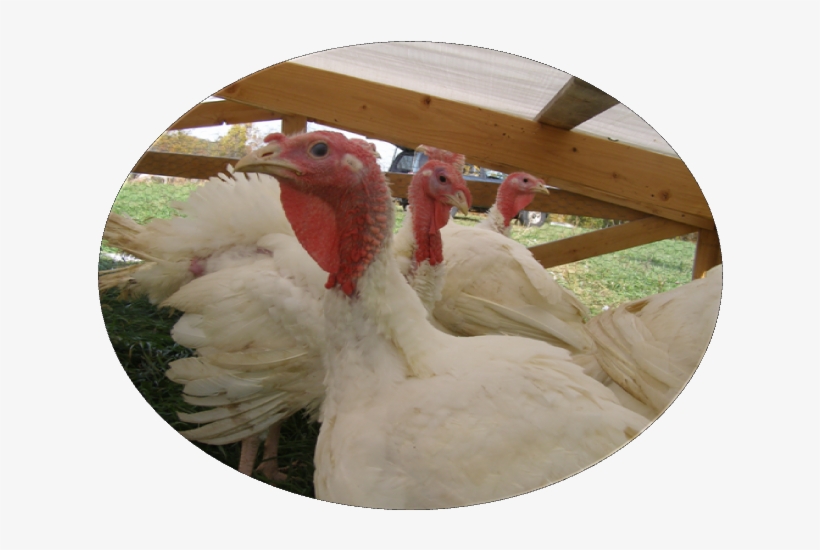 Pastured Broilers - Turkey - 631x630 PNG Download - PNGkit