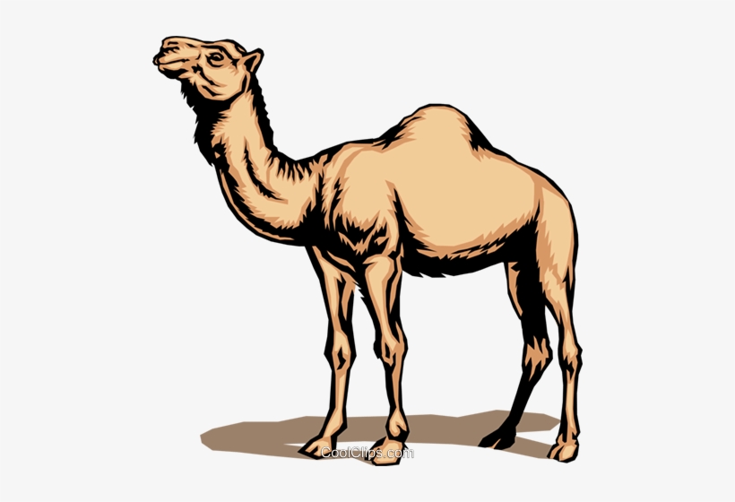 Download Transparent Camel Royalty Free Vector Clip Art Illustration ...