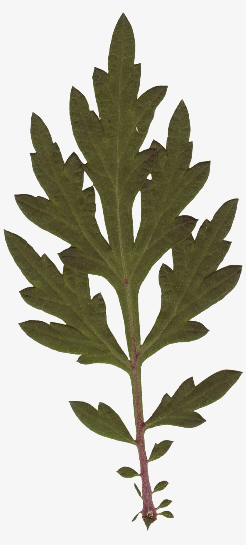 Download Transparent Leaf 05 - Leaf - PNGkit