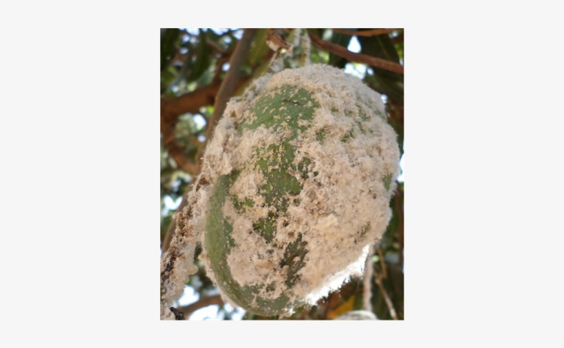 Colony Of Icerya Aegyptiaca On The Main Nervure Of - Kiribath - 903x426 ...