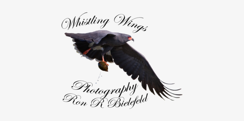 Logo - California Condor - 525x350 PNG Download - PNGkit