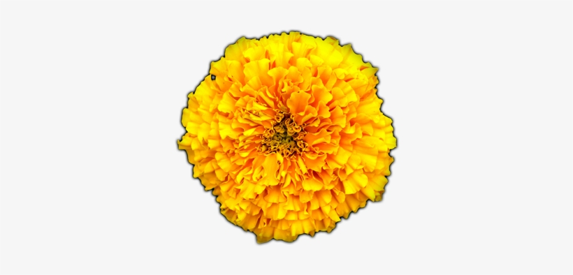 Click Here To See Marigold Album - Marigold Png - 500x400 PNG Download ...
