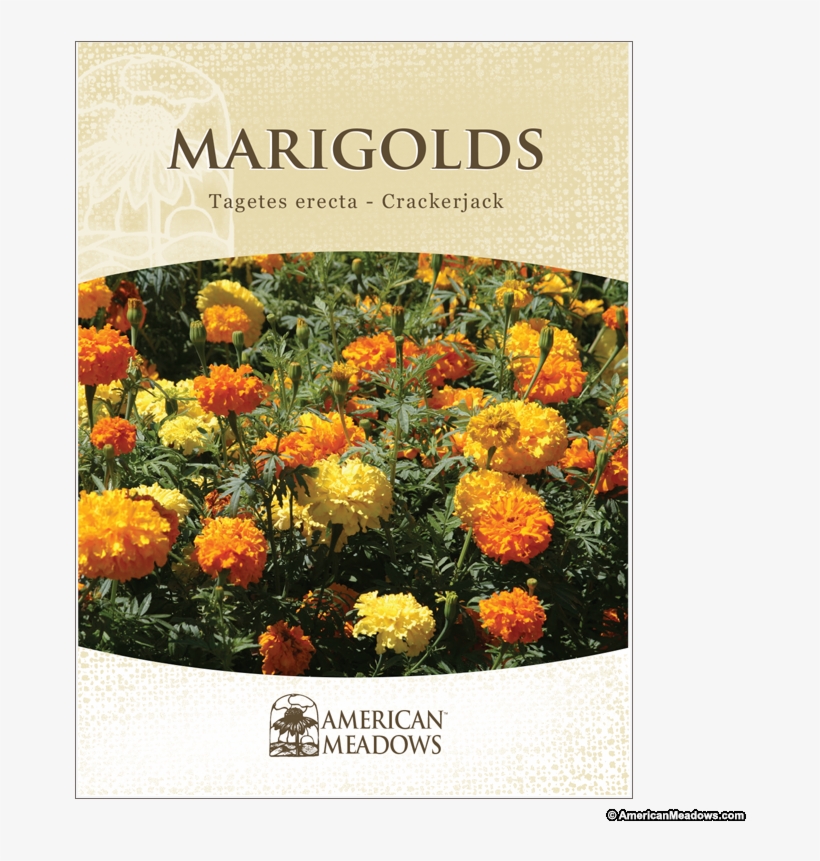 Marigold Seed Packet - Marigold Seed Packets - 800x800 PNG Download ...