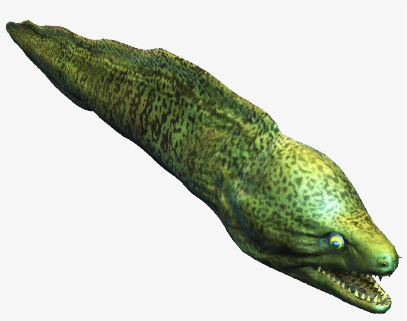 Moray Eel - Assassin's Creed Eel - 1024x1024 PNG Download - PNGkit