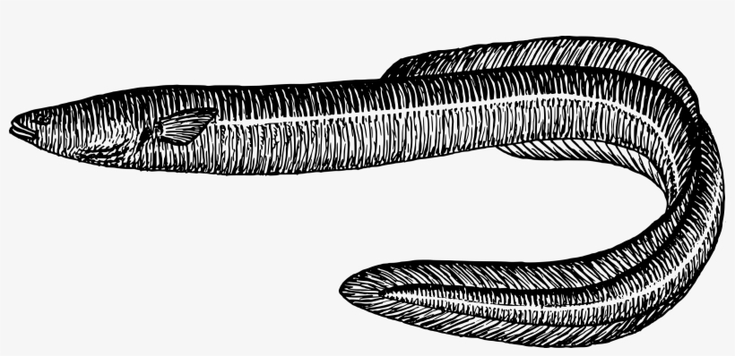 Eel Png - 2400x1048 PNG Download - PNGkit