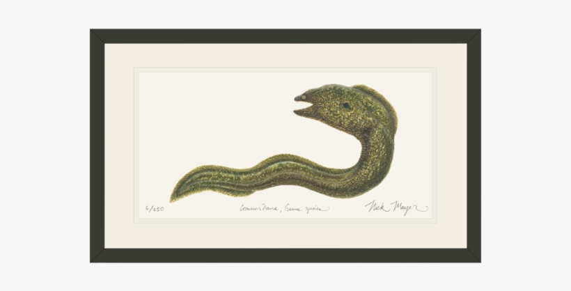 Moray Eel - 600x389 PNG Download - PNGkit