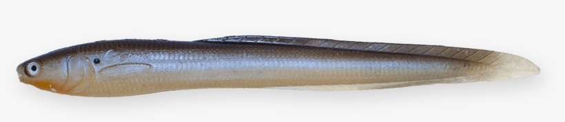 Bluegill - 2374x627 PNG Download - PNGkit