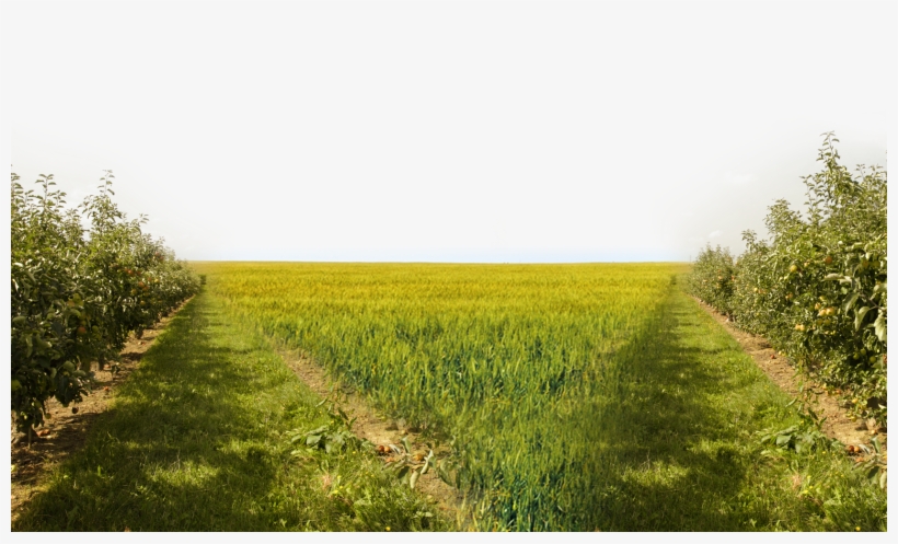 Download Transparent Nature Png - PNGkit