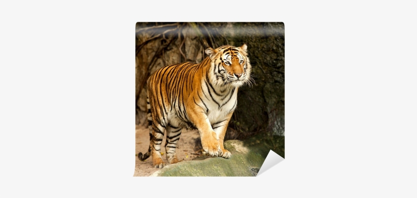 Bengal Tigers - Kenya Tiger - 400x400 PNG Download - PNGkit