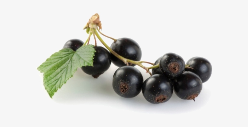 Jamun Java Plum Png File - Fruits For Diabetes - 600x450 PNG Download ...