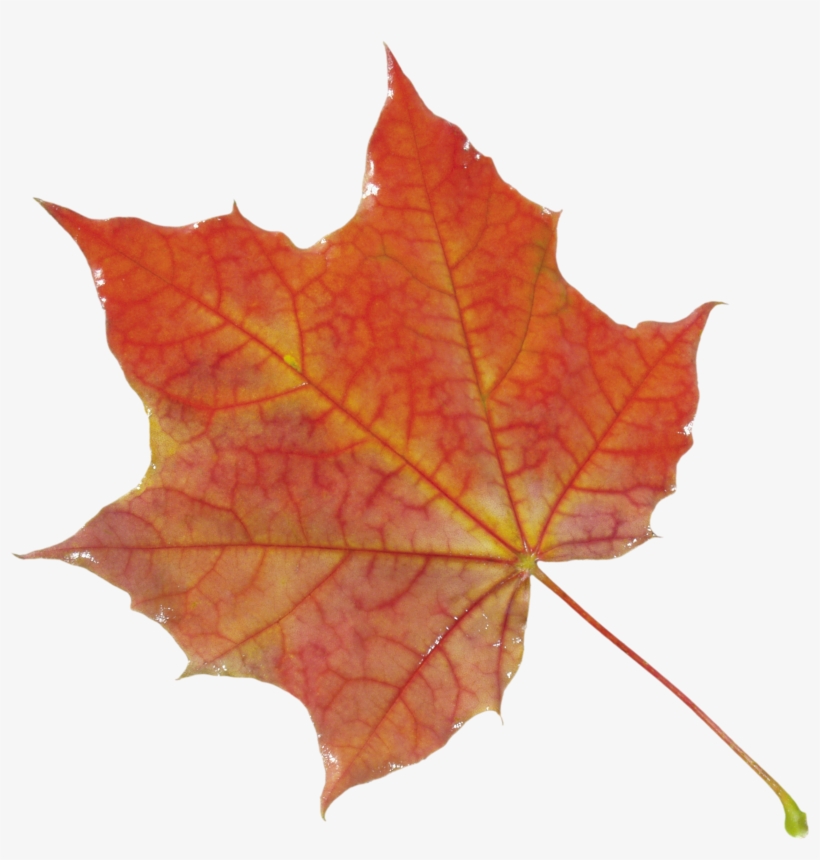 Autumn Leaves Png Images, Free Png Yellow Leaves Pictures - Autumn Leaf ...