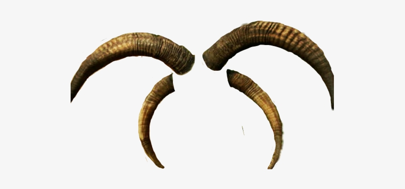Vector Black And White Library Horns Transparent Goat - Horn - 533x302 ...
