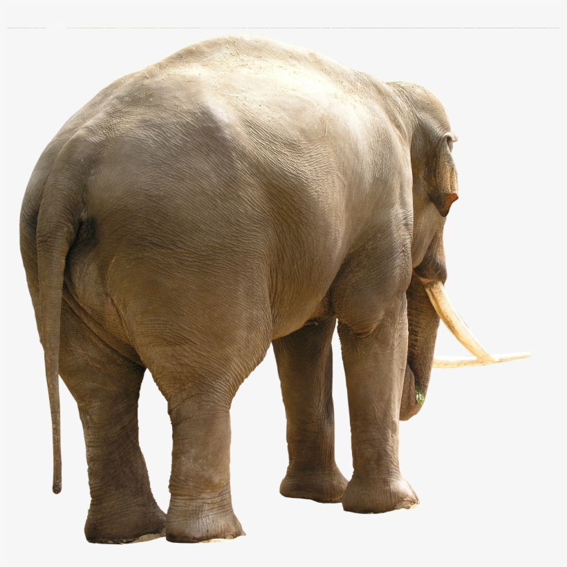 Elephant With Tusks Png - High Quality Textures Animals Png - 2015x1920 ...