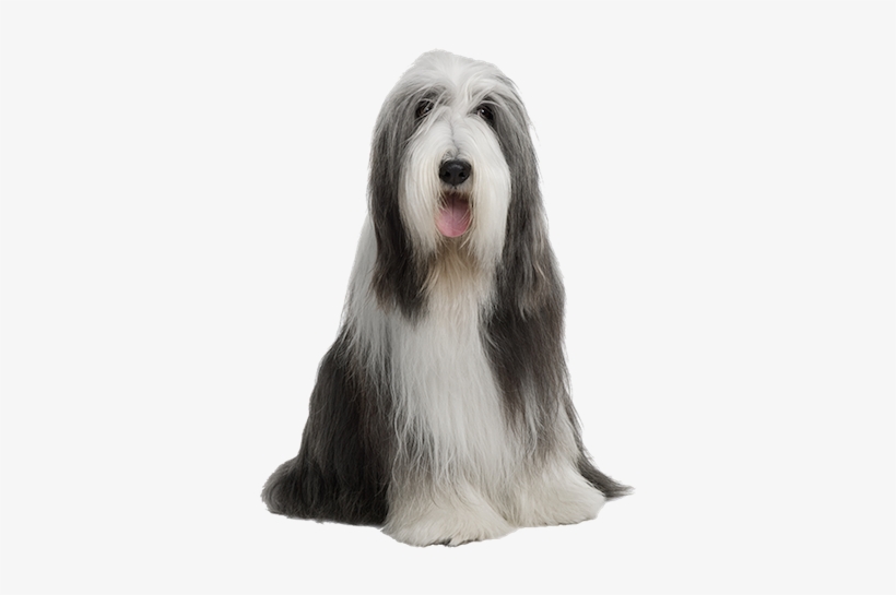 Are Bananas Good For The Bearded Collie