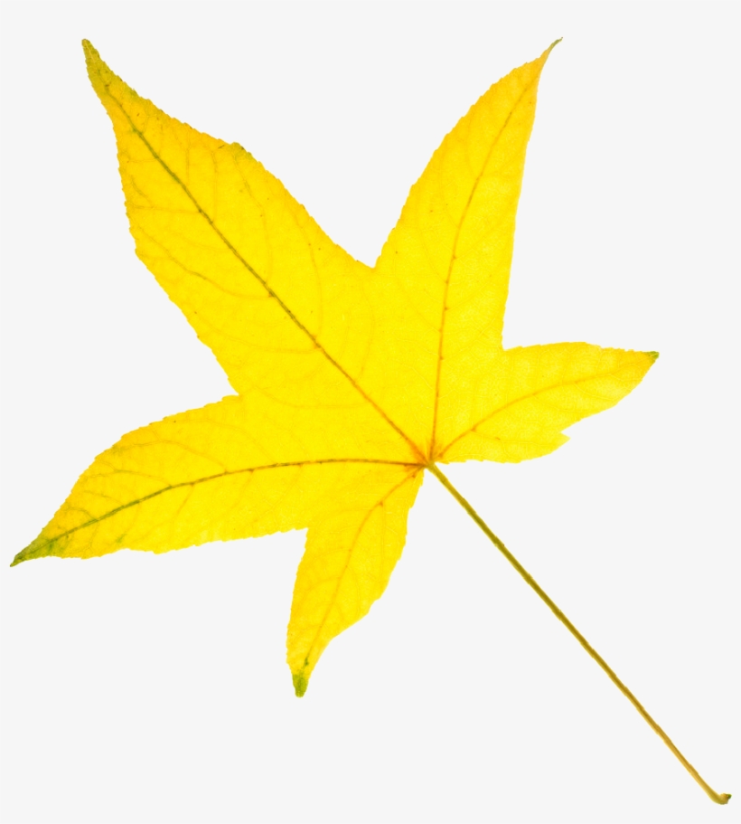 Yellow Leaf Clipart - عکس برگ پاییزی زرد - 892x949 PNG Download - PNGkit