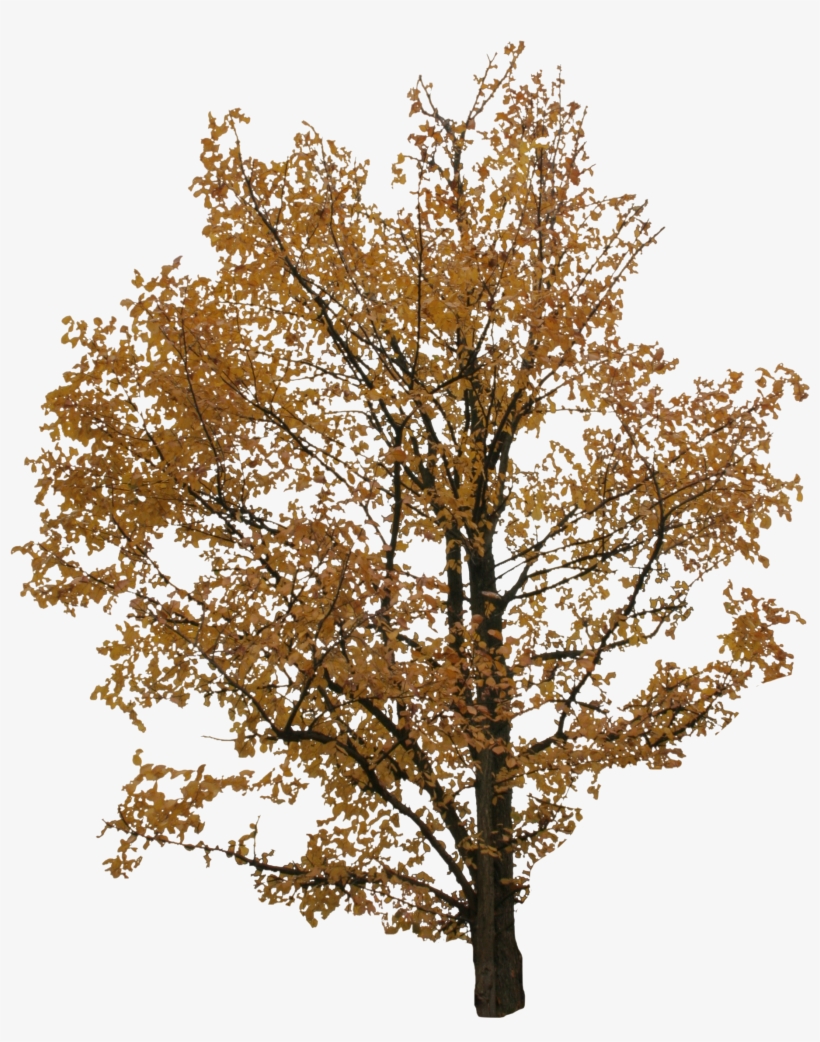 Download Transparent 2d Trees - Autumn Tree Cut Out Png - PNGkit