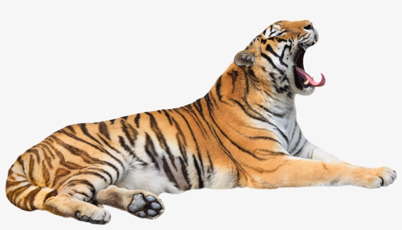 Cancel Reply - Cat - 960x504 PNG Download - PNGkit