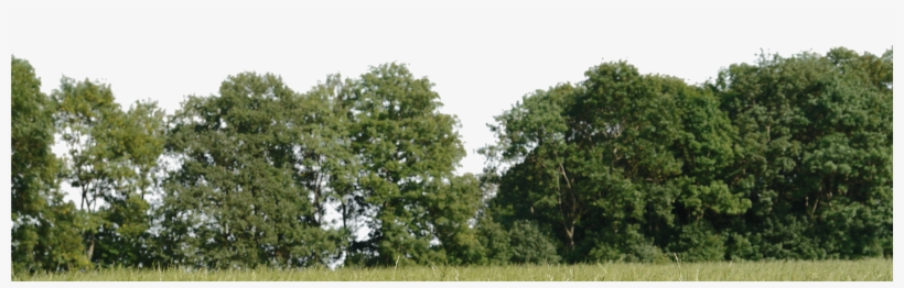 Download Transparent 0 Tree Background Wallpaper Tree For Background ...