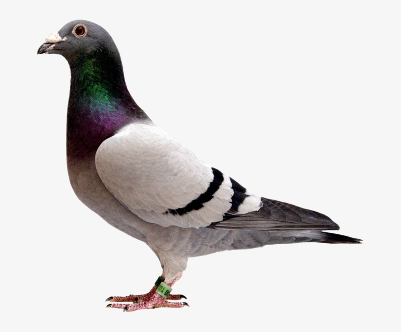 Pigeon - Pigeon With Transparent Background - 667x600 PNG Download - PNGkit