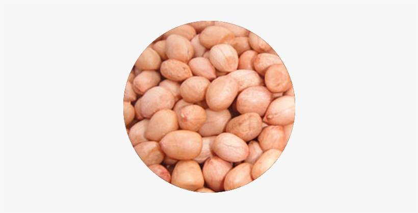 Ground Nuts - Peanut - 380x380 PNG Download - PNGkit