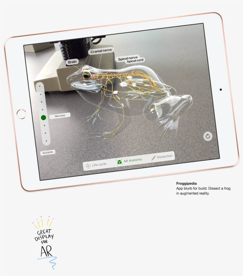 Froggipedia App Blurb For Build - 解剖 青蛙 App - 1440x1476 PNG Download ...