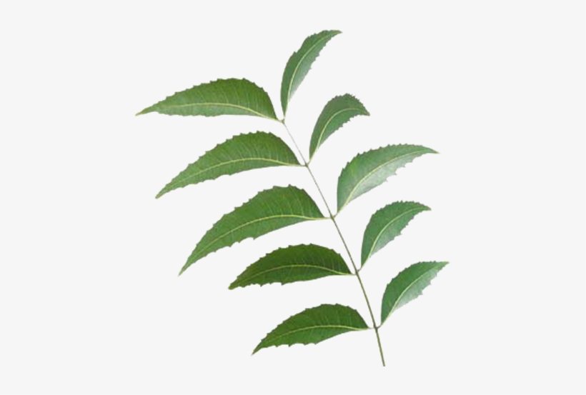 Neem Leaf - Neem Tree Leaf Png - 500x500 PNG Download - PNGkit