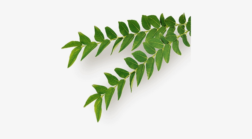 Neem - Organic Png - 500x500 PNG Download - PNGkit