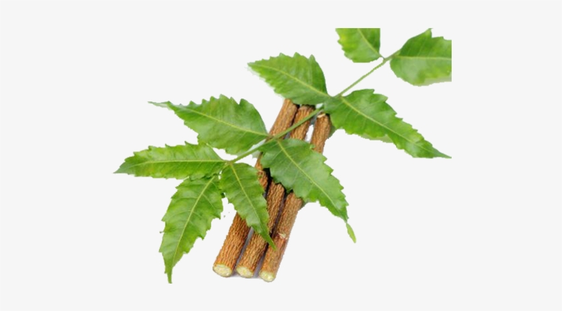 Neem - Neem Sticks For Brushing - 804x373 PNG Download - PNGkit