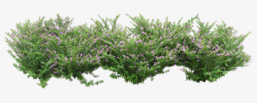 Solid Tube Of Flowers - Landscape Flower Png - 800x252 PNG Download ...