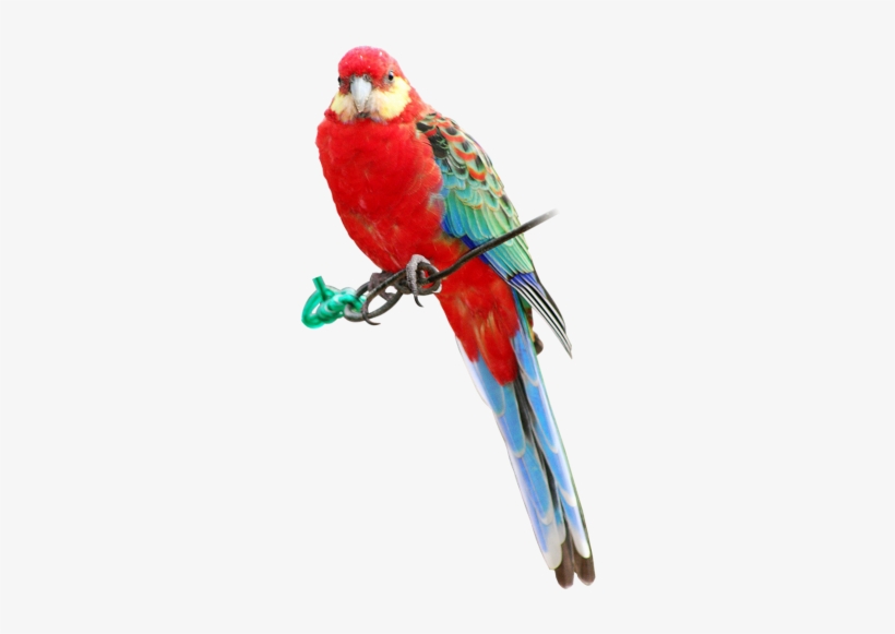 Indian Parrot Png - Rosella Png - 329x540 PNG Download - PNGkit
