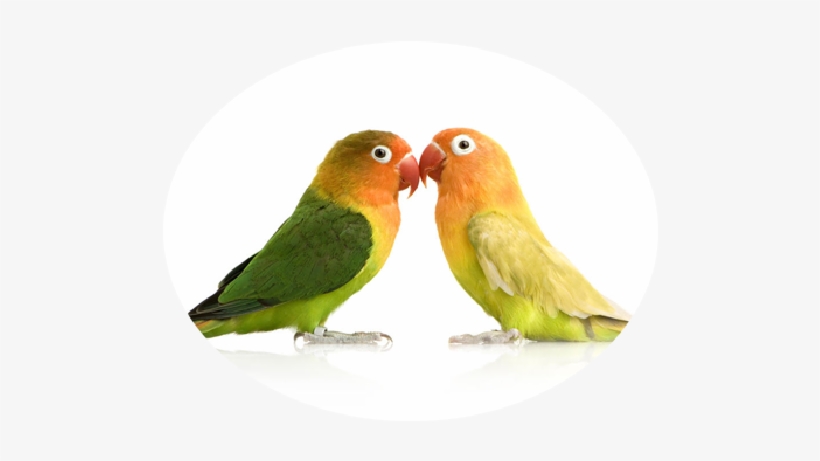 Ecletus Parrot - Wild Connection: What Animal Courtship And Mating Tell ...