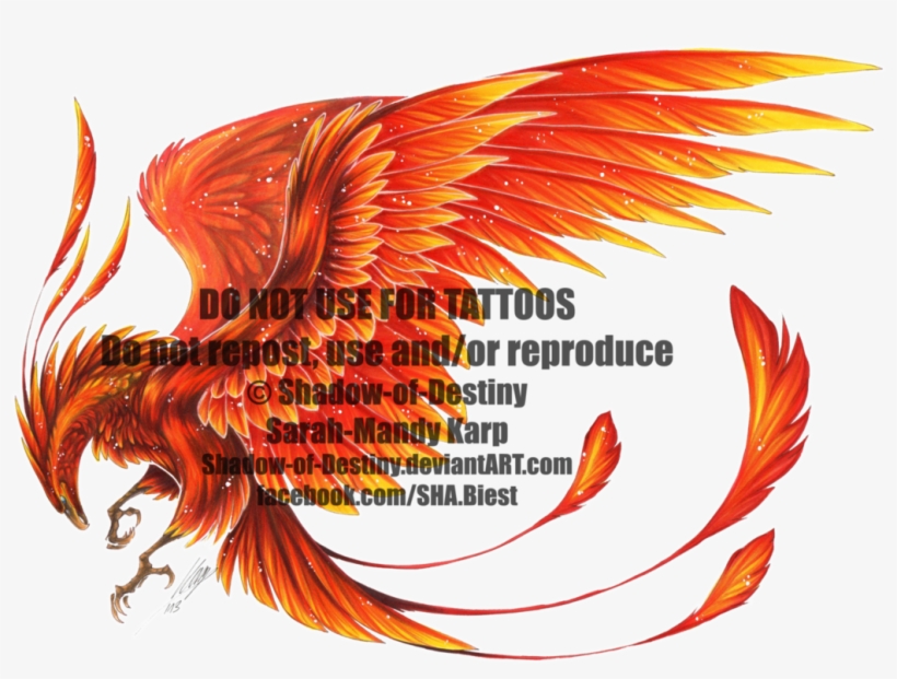Phoenix By Shadow Of Destiny - Phoenix Drawing - 1067x749 PNG Download ...