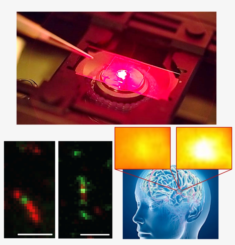 2018 Infrared Fluorescence Microscopy And Nanosensors - Nanosensor For ...