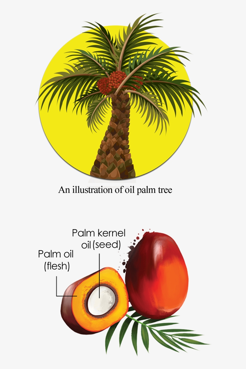 Cross Section Of An Oil Palm Fruit - African Oil Palm - 632x1170 PNG ...