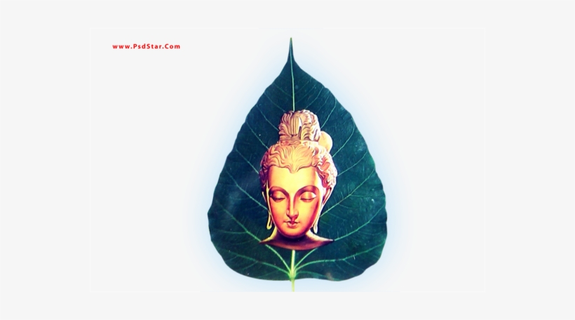 Buddha And Leaf Hd - Buddhism - 564x376 PNG Download - PNGkit