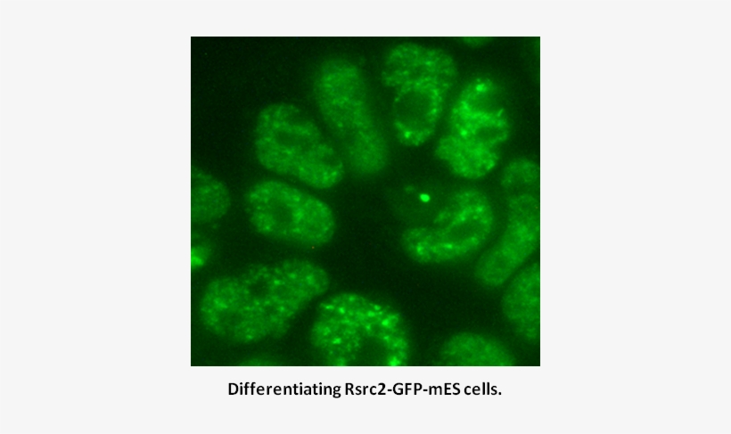 Mouse Es Cell Line With A Gfp Tag Inserted Into The - Graphics ...