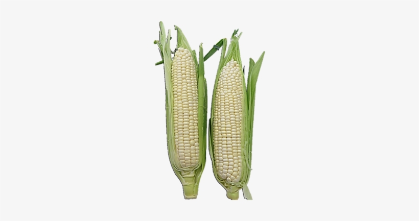 Fresh Sweet White Corn - Maize - 587x443 PNG Download - PNGkit
