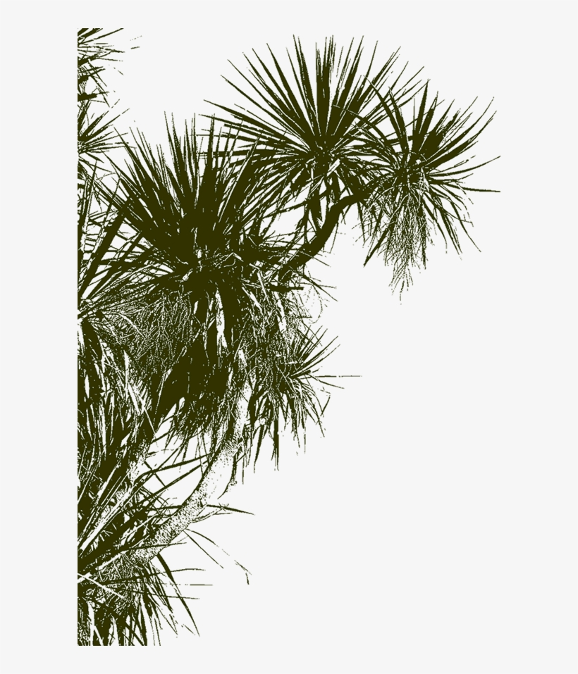 Cabbage Tree Background Image - Watercolourist - 600x877 PNG Download ...