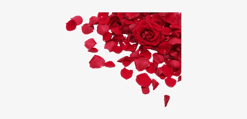 Roses, Petals - Red Rose Petal Png - 387x337 PNG Download - PNGkit