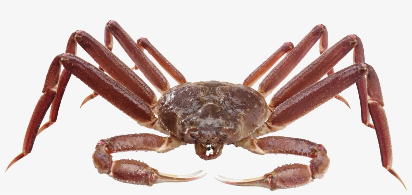 Crab Png Picture - Transparent Background Crab Png - 4772x2035 PNG ...