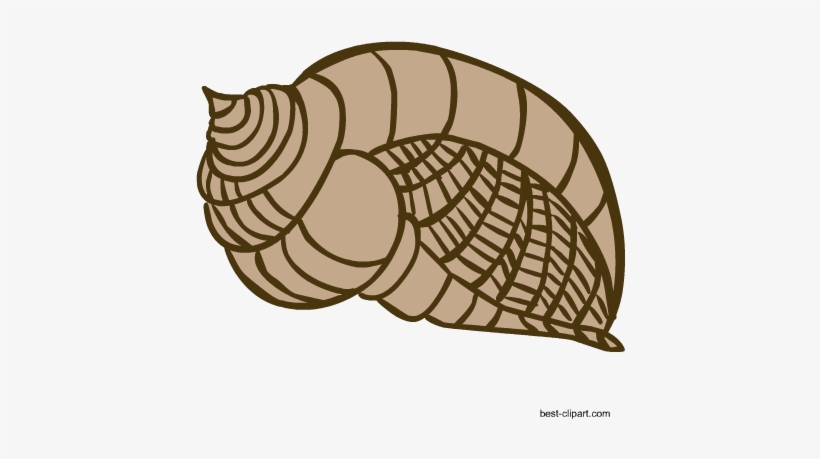 Big Brown Sea Shell Clip Art Image - 450x450 PNG Download - PNGkit