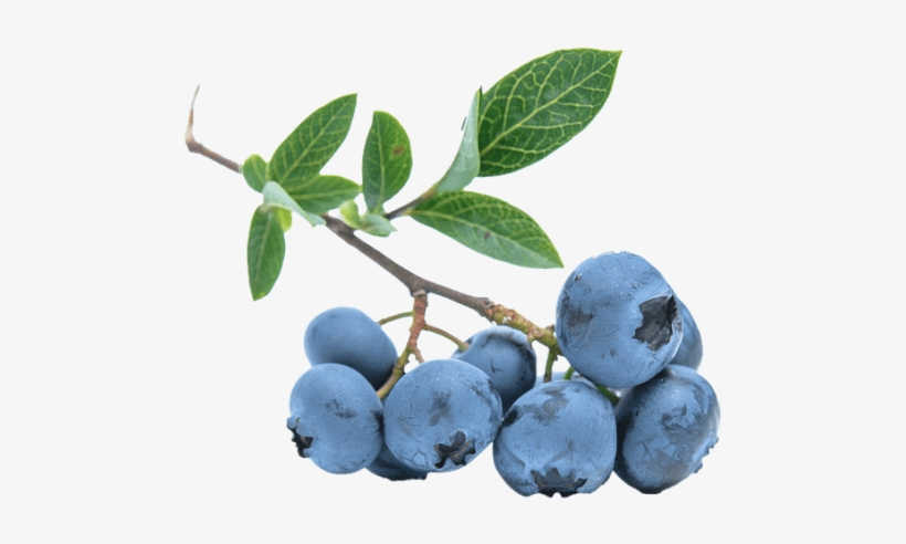 Blueberries Png - Blueberry No Background Png - 850x567 PNG Download ...