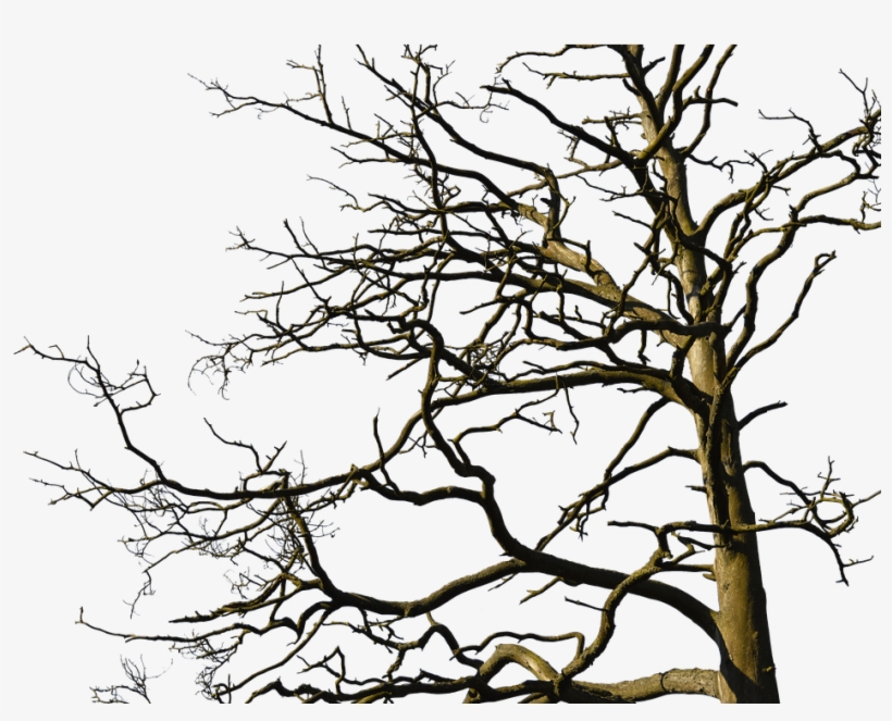 Tree, Aesthetic, Nature, Old Tree, Branches, Log, Bark - Scalable ...